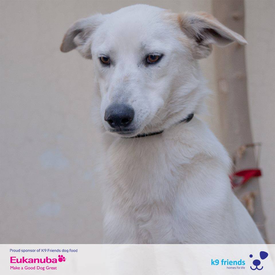 Wild born Canaan dogs of Saudi Arabia: Update on the genetic study of ...