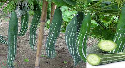 Vegetables Names with Meaning and Picture | Vegetable Vocabulary ...