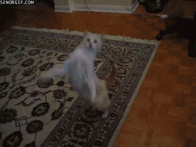 trendsetter 2012: Cat Animated Gifs