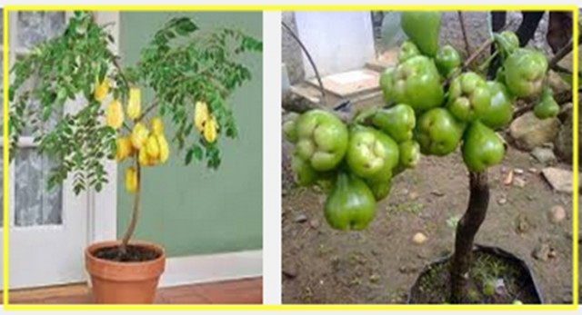 Cara Praktis Agar Tanaman di Pot Berbuah Lebat