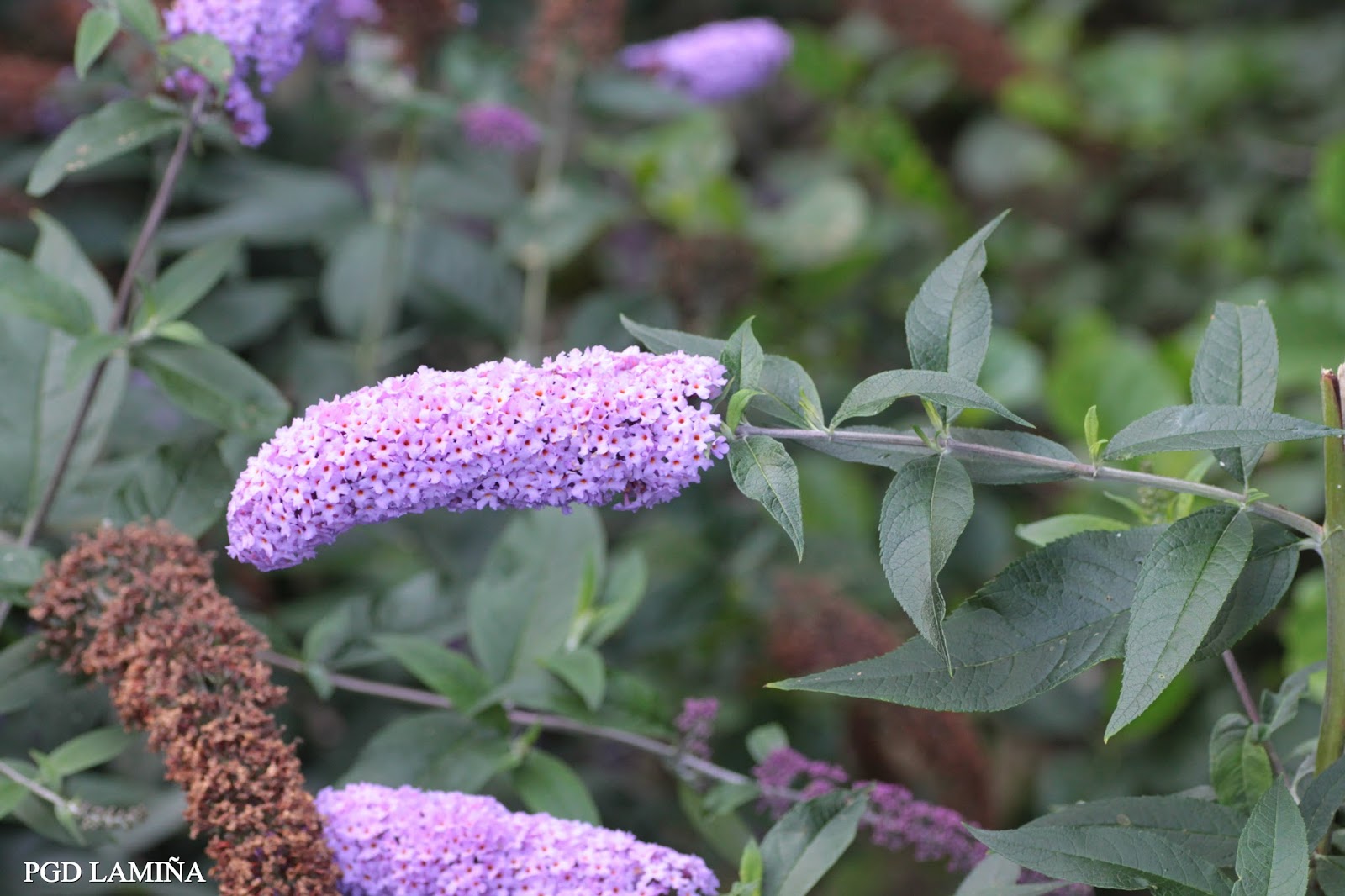 BUDDLEJA DAVIDII. budleya.