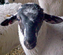 Hilandocabos: Ripollesa