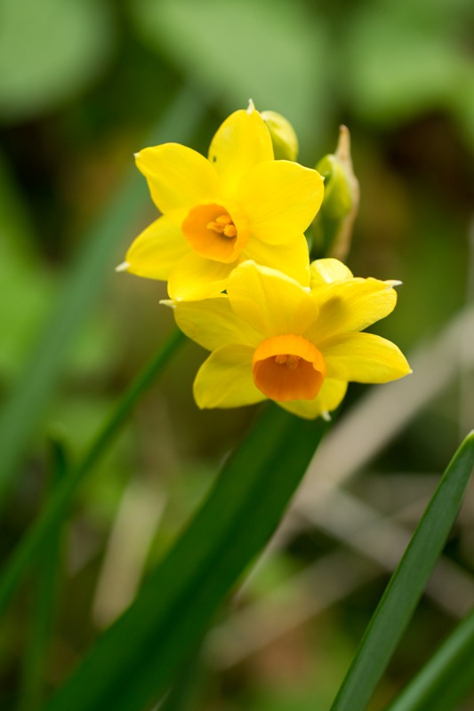 Saídos da Concha: Flores Córnicas :: Cornish Flowers