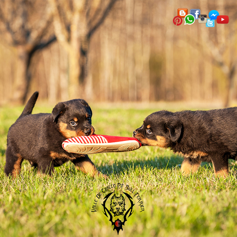 Valle de Chalco Pit Bull Terrier: ¿Por qué un perro emocionado hace ...