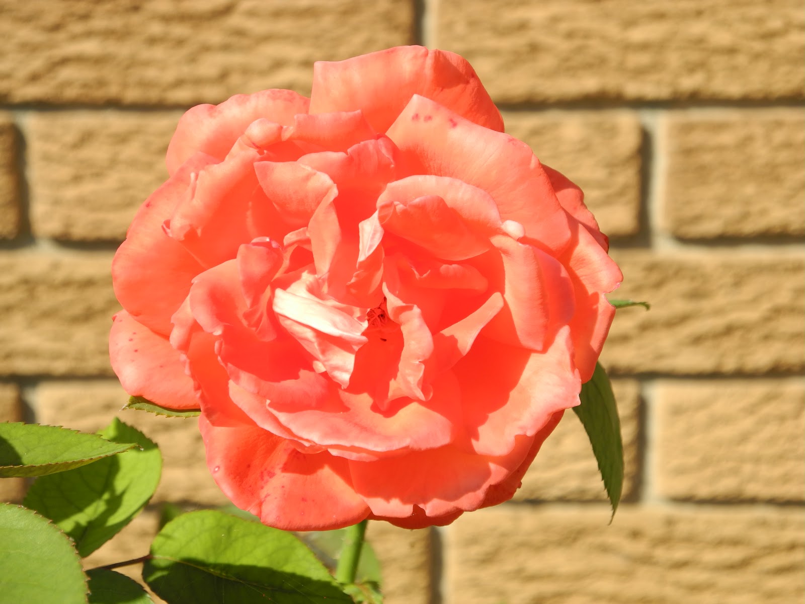 God's Growing Garden: Frank's Flowers - The "Rolly" Rose