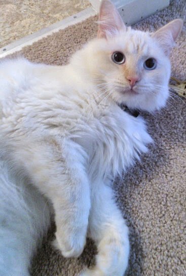 My FURRY Interesting Life: Oliver the Albino(?) Cat