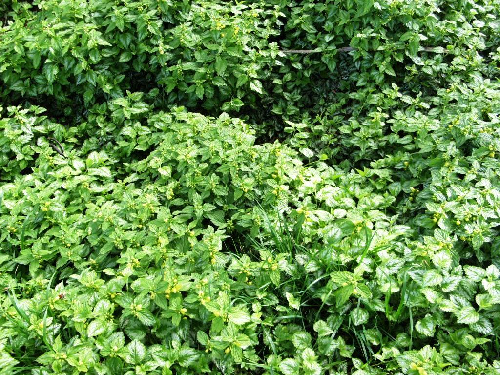 Kelli's Northern Ireland Garden: Weed or Wildflower