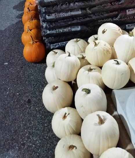 Tickled To Tangle: A Tale of White Pumpkins (Real White Pumpkins!)