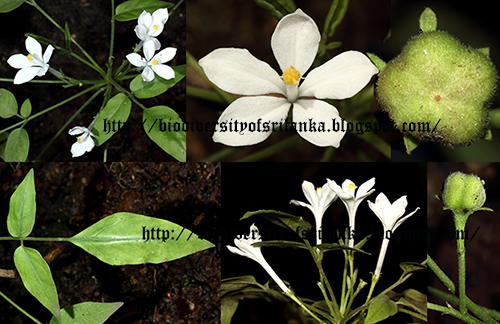 Biodiversity of Sri Lanka: බිං කොහොඹ[bin Kohomba](Munronia pinnata)