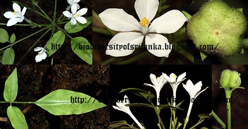 Biodiversity of Sri Lanka: බිං කොහොඹ[bin Kohomba](Munronia pinnata)