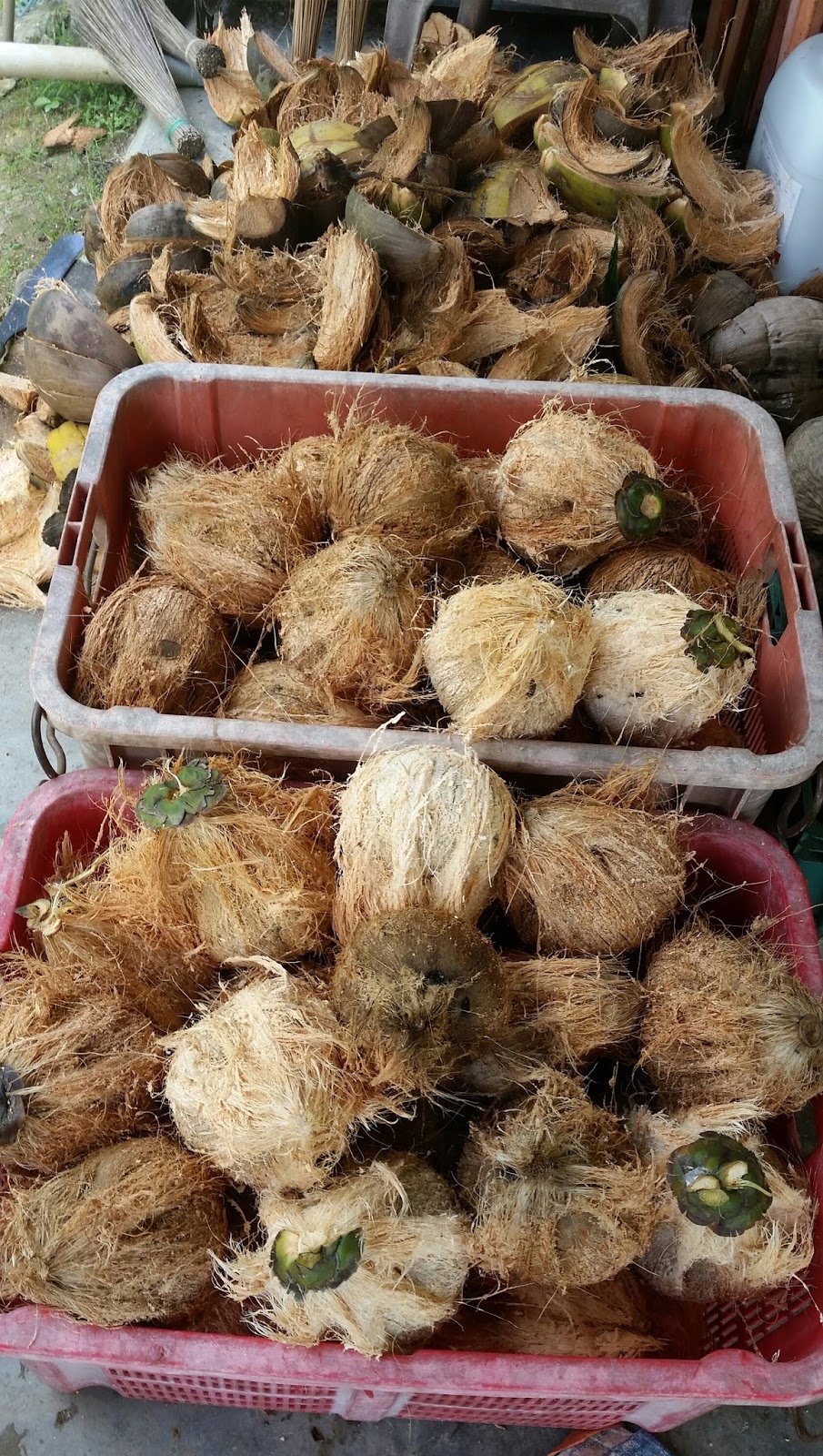 Warisan Petani: Buah Kelapa