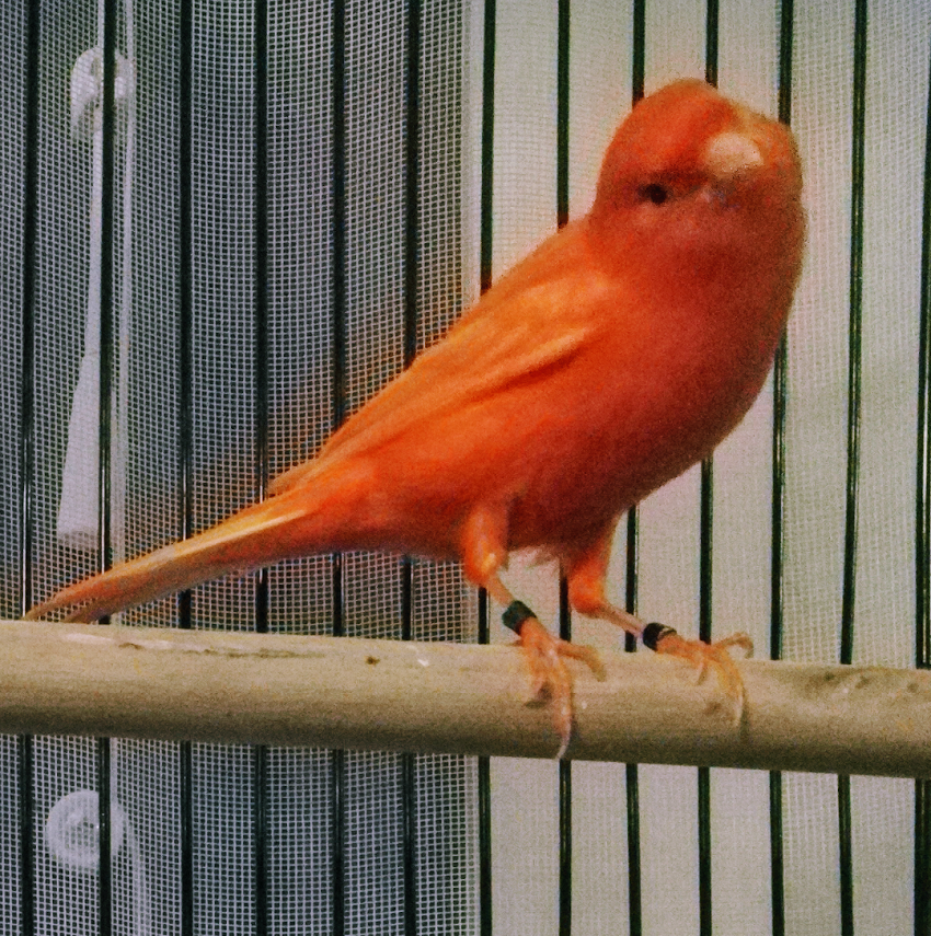 Oskarin kanariat: Oskarin kanarialinnut lentelevät pääasiassa omaksi ...