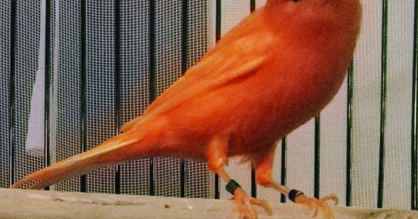 Oskarin kanariat: Oskarin kanarialinnut lentelevät pääasiassa omaksi ...