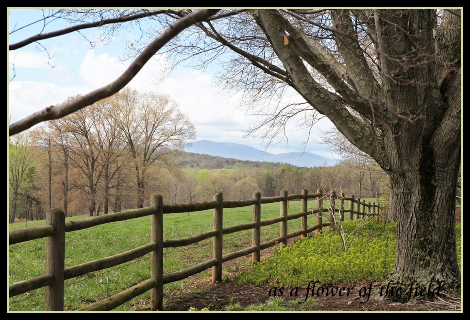 As a Flower of the Field: Blue Ridge Mountain's Turning Green