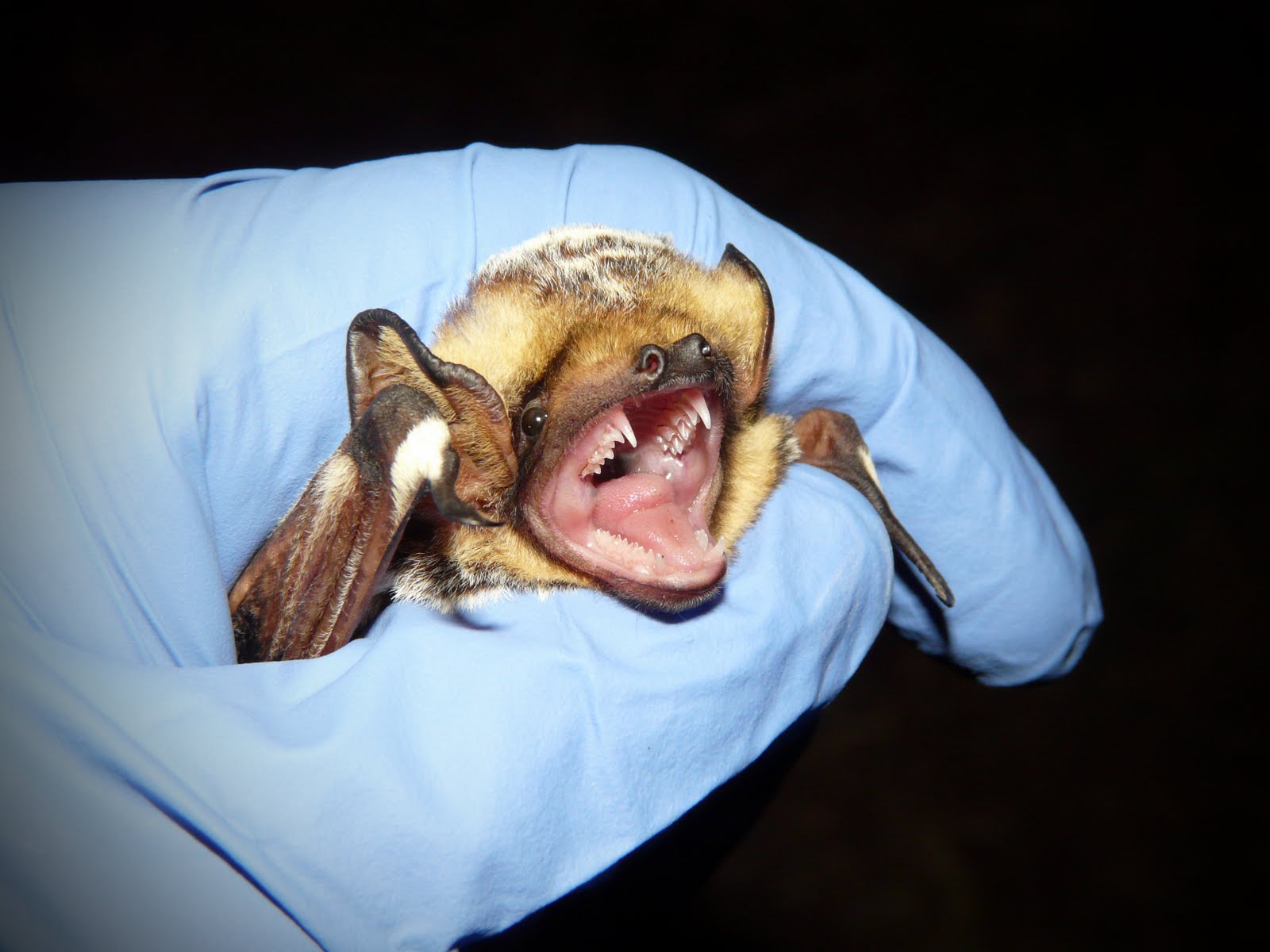 The Hoary Bat (Lasiurus cinereus) can eat up to 40% of its own body ...