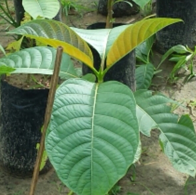 Dari Hutan ke Bandar...: Benih kelampayan @ neolamarckia cadamba