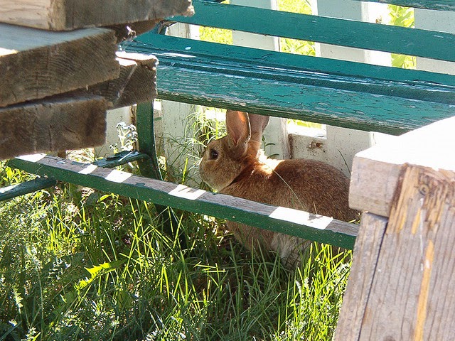 benchsite: Sunny bunny Easter benches