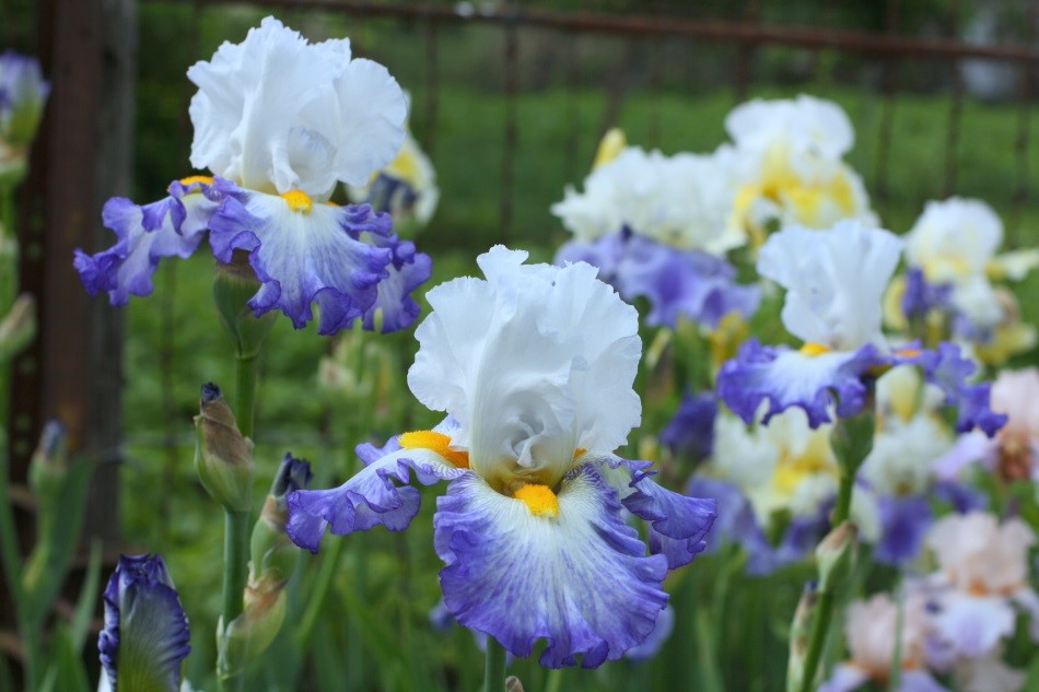 World of Irises: A View from Russia of Gypsy Lord and Children