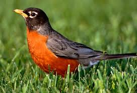 American Robins Facts And Pictures | All Wildlife Photographs