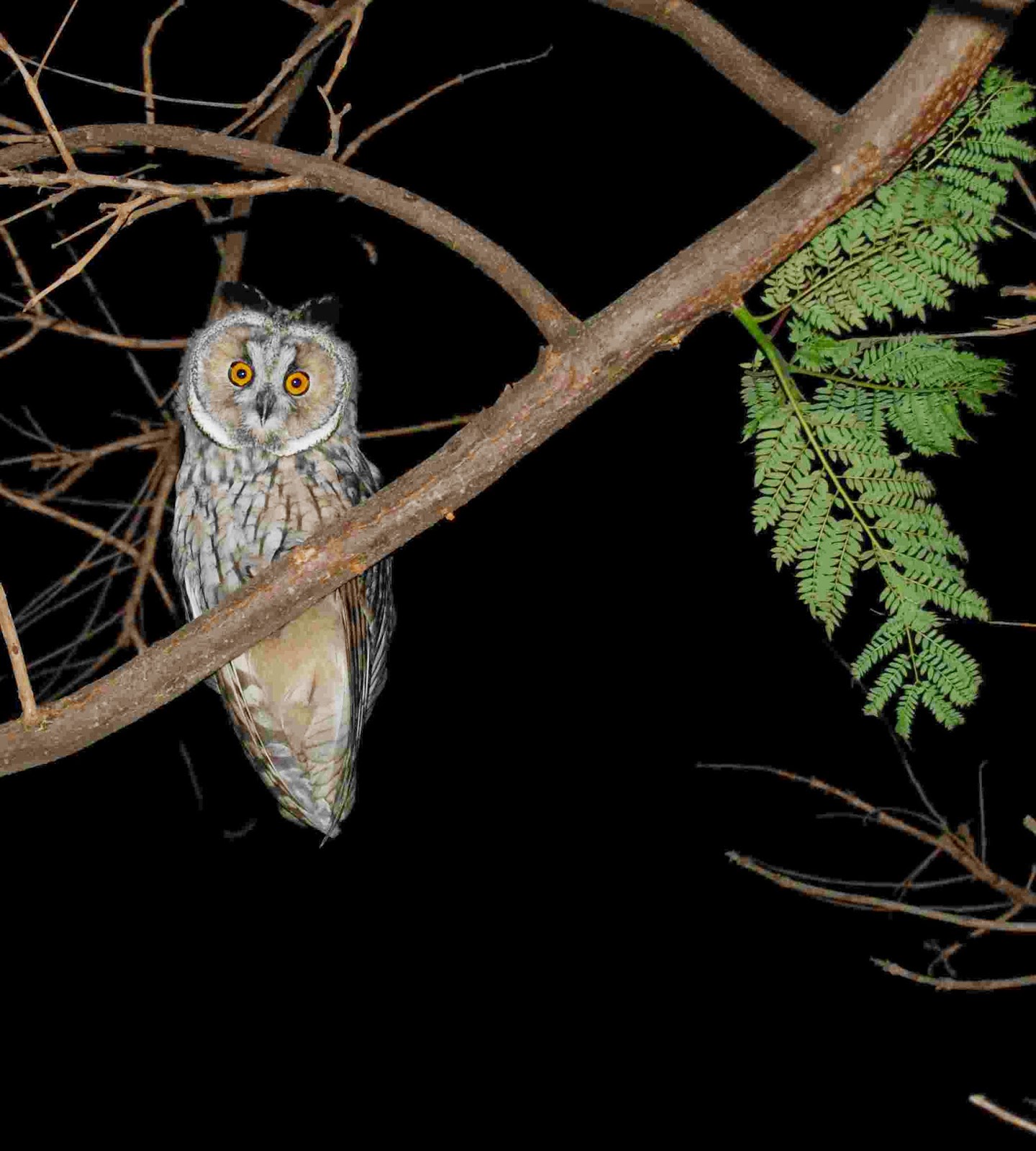 Animals at Night Wallpaper | HD Animals Wallpapers Free Download