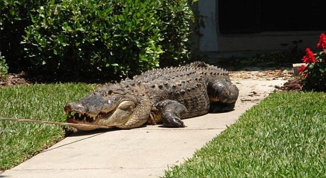 Garden at your peril