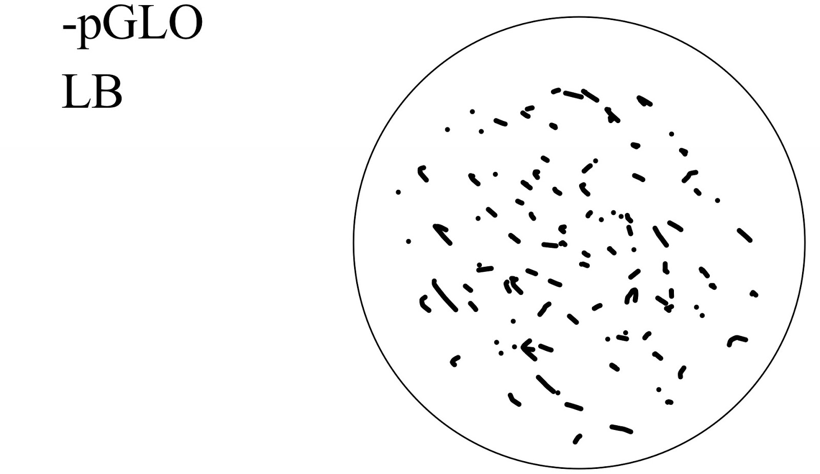 AP Biology Blog - Mark Ingram P.7: pGLO Transformation Experiment