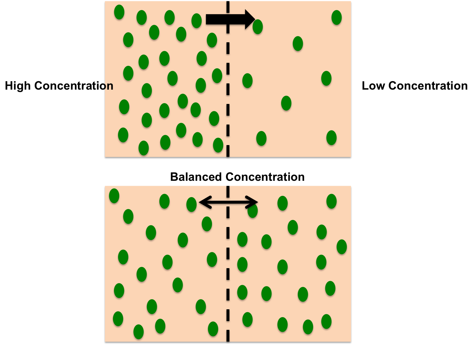 7th Grade Science 2014-2015: Cellular Transport Reading