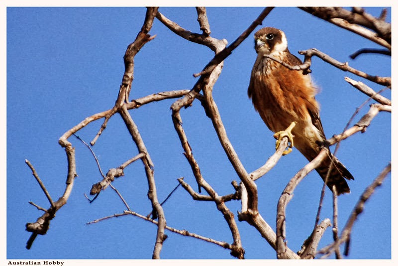 Tierra de águilas, halcones, aguiluchos y otras rapaces: Alcotán ...