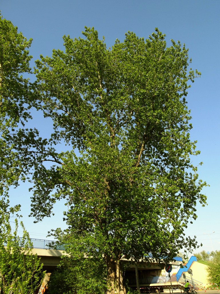 Chwile zaChwycone: Topola czarna, ta z naroślami