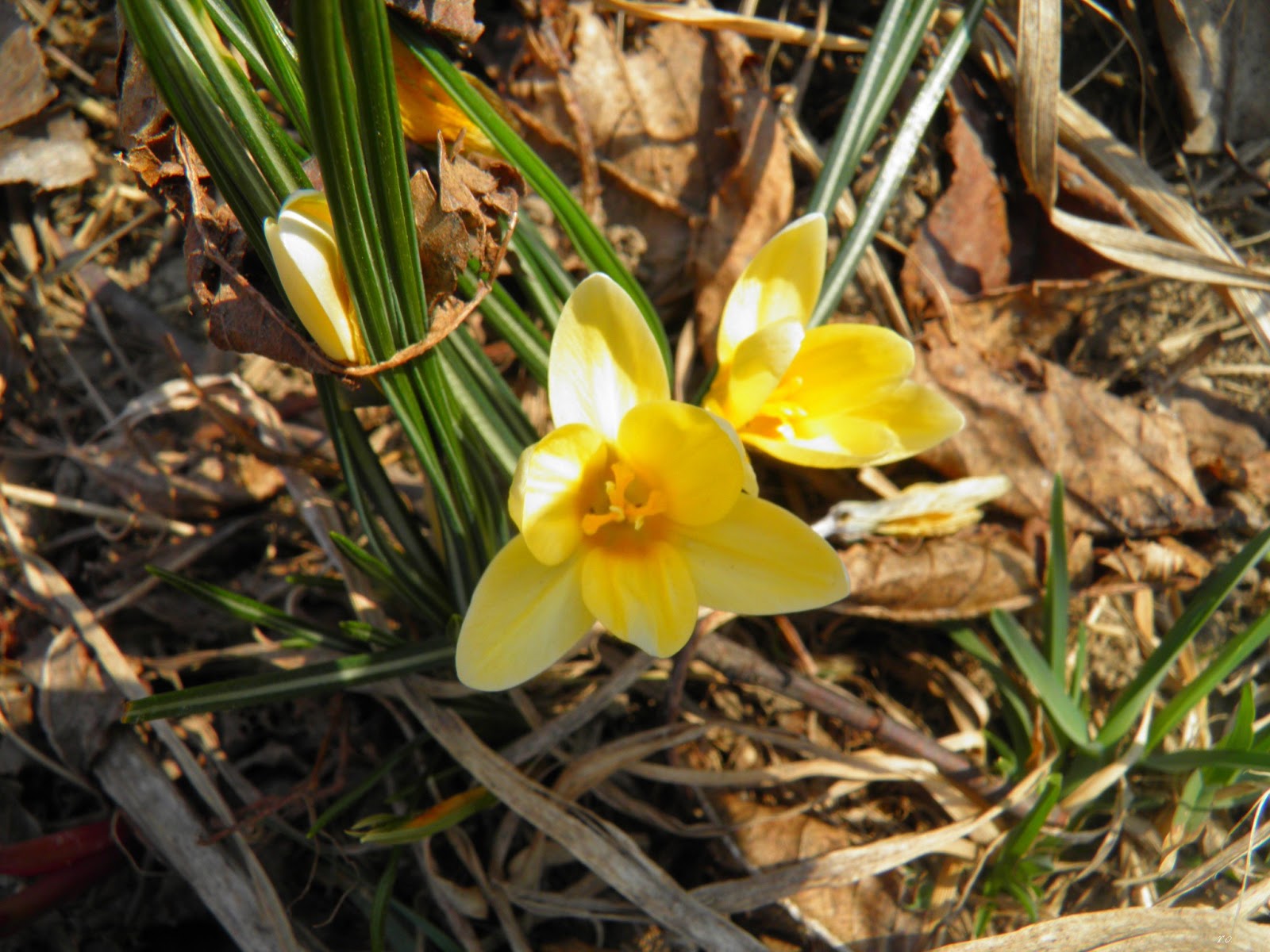 PASARI DIN ROMANIA: PITIGOI CODAT, Aegythalus caudatus