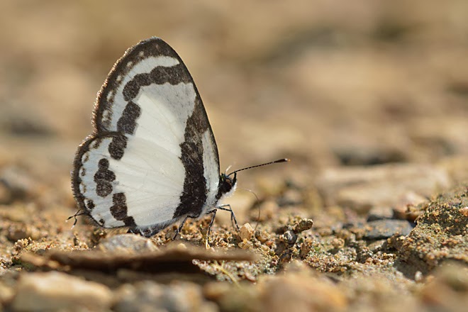 Beauty of Fauna and Flora in Nature: Butterflies @ Doi Chiang Dao ...