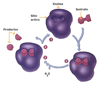 Biología BI: 11.- Enzimas