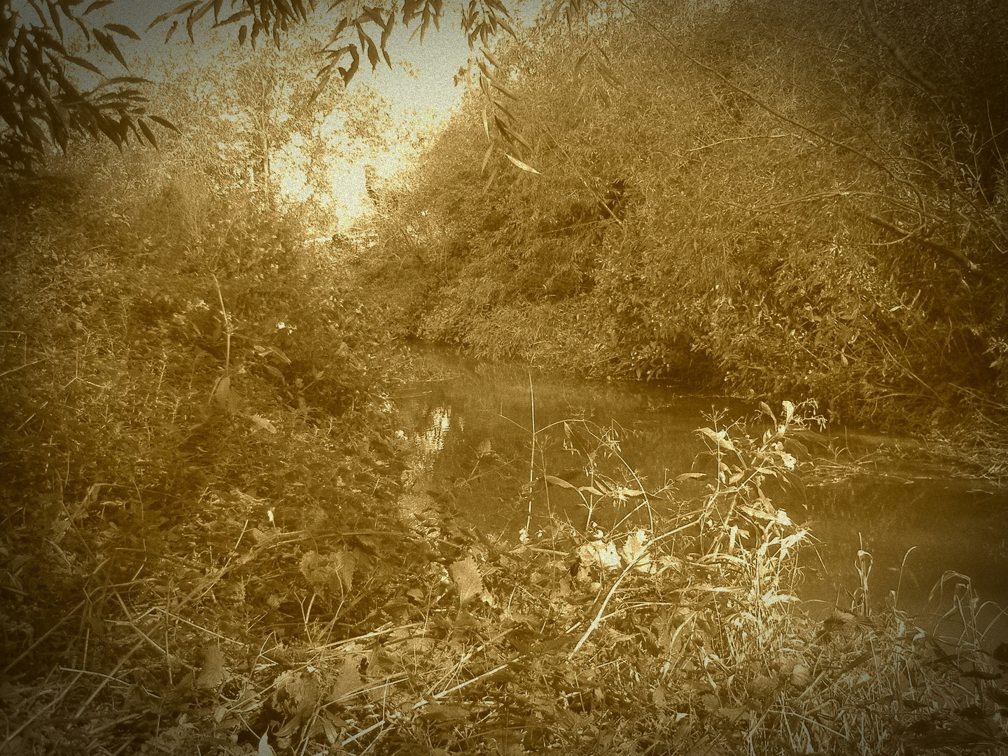 The Intrepid Piscator: A Tonkin' Fish