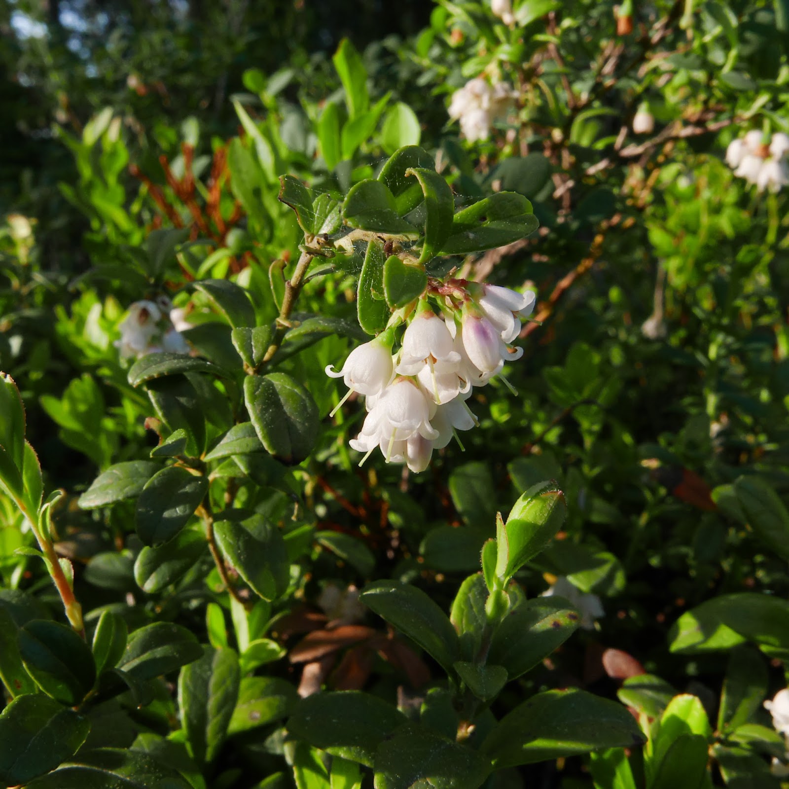 Retkiä kasvimaailmaan: Puolukka