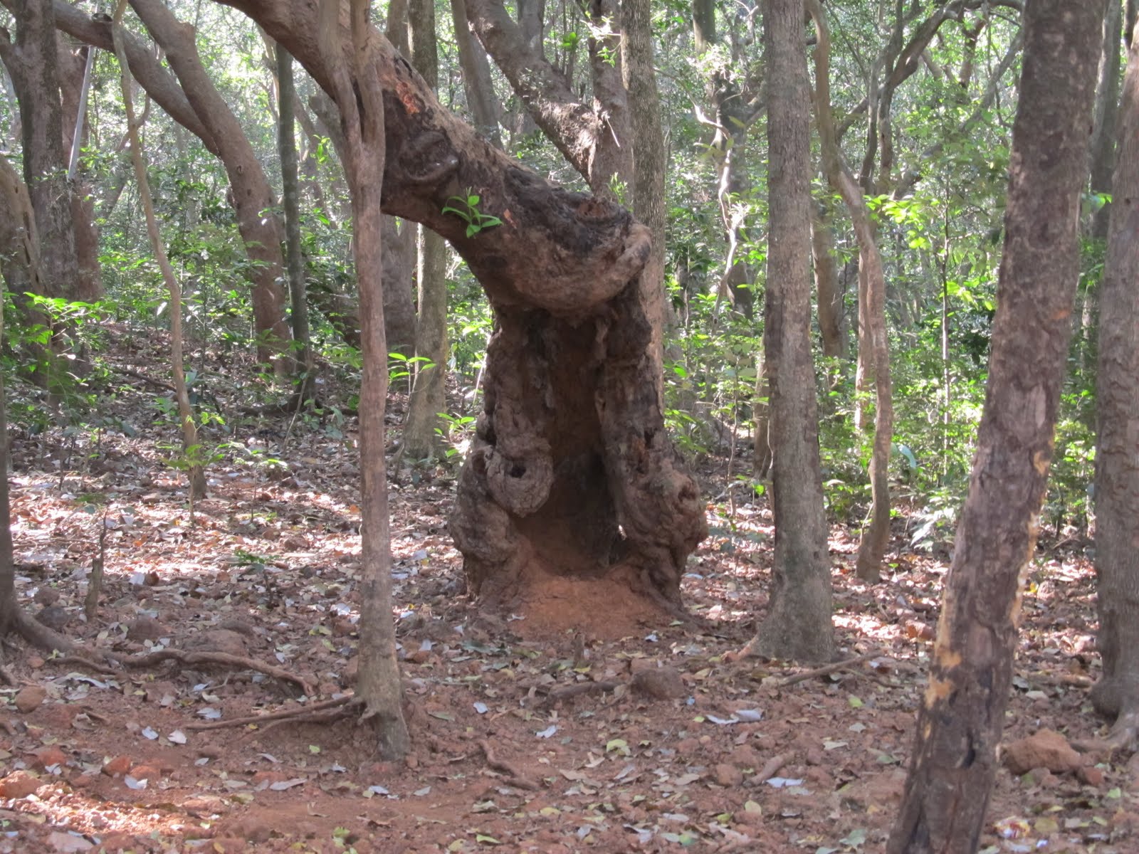 photos of trek trip: Matheran Hill station