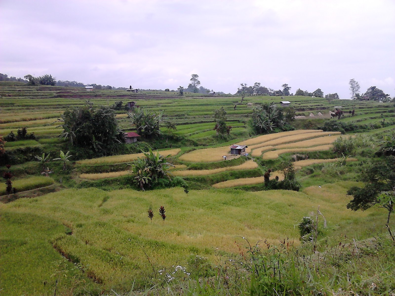 Indahnya Pesona Nagari Tuo Pariangan Tanah Datar Sumatera Barat Diakui ...