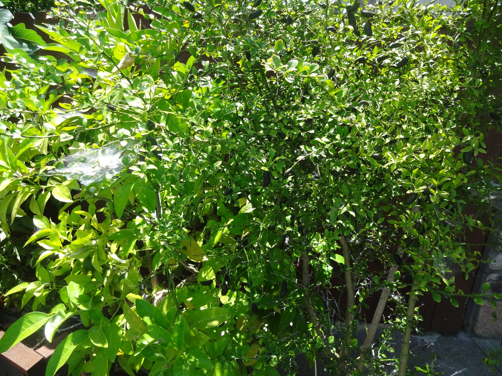 The Scientific Gardener: Sam's Garden