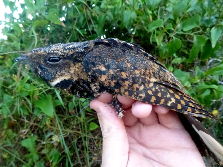 Whippoorwill Sounds Recording
