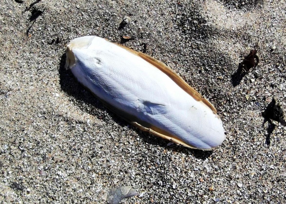Largo Baywatch: Cuttlefish Bone