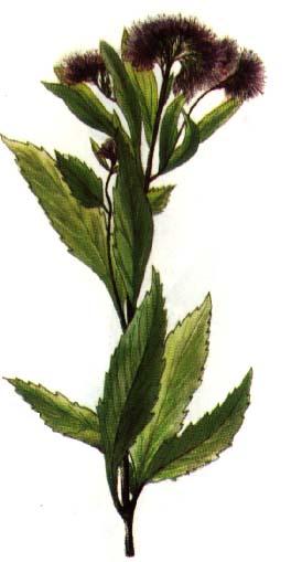 Pentru o viata naturala: Plante medicinale C