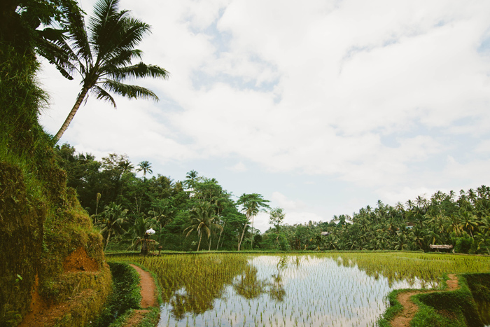 Pomelo: Tegalalang Rice Terraces