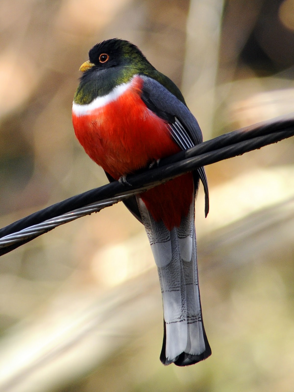 The Nature of Framingham: Elegant Trogon! The Rarest Bird in America?