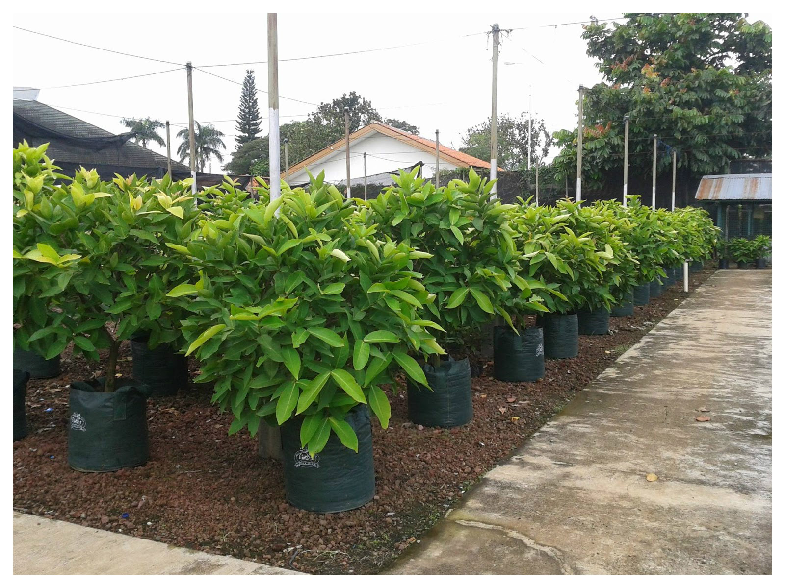 Cita Tani Nursery (NS0154959): Benih Jambu Batu Lohan