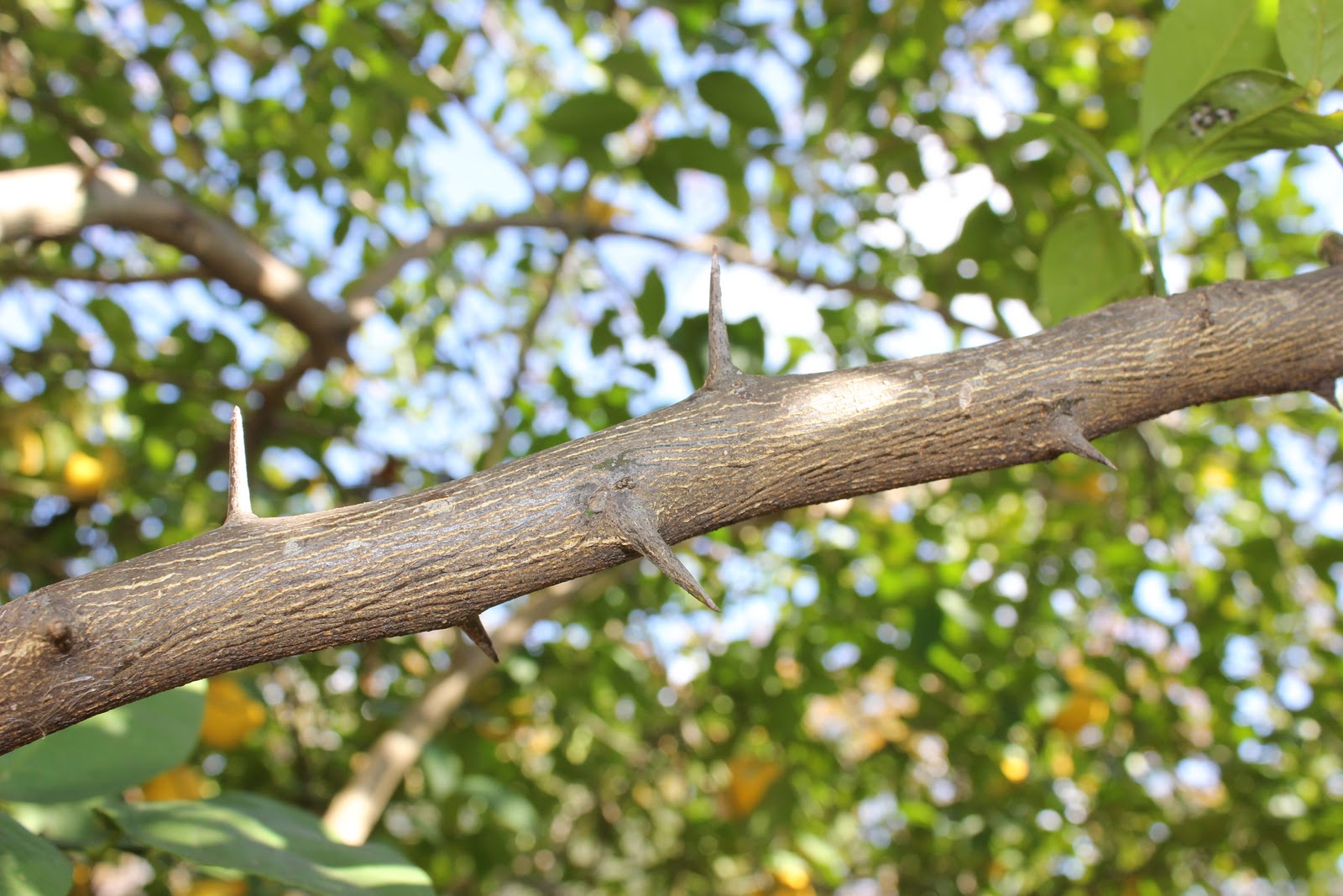 Whistle in Houston: Fully Ripened Lime 黄色いライム