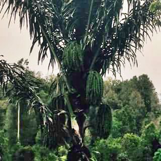 Budidaya Aren : Aren Dari A Sampai Z Dalam Foto