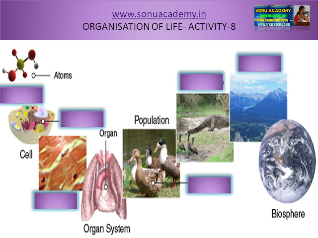 SONU ACADEMY: ORGANIZATION OF LIFE- ACTIVITY-8