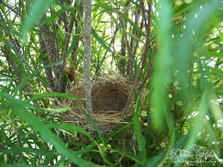 Donna's Designs: House Finch Nest