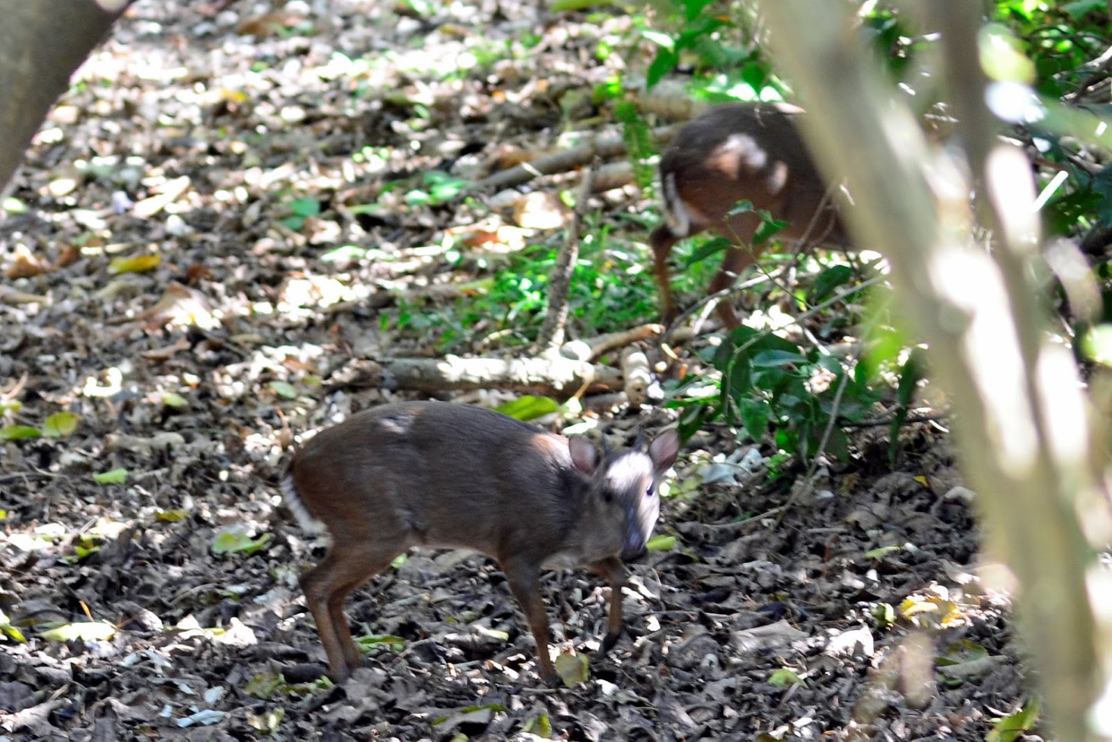 Outing report: Umbogavango & Vumbuka Nature Reserves, Amanzimtoti - 12 ...