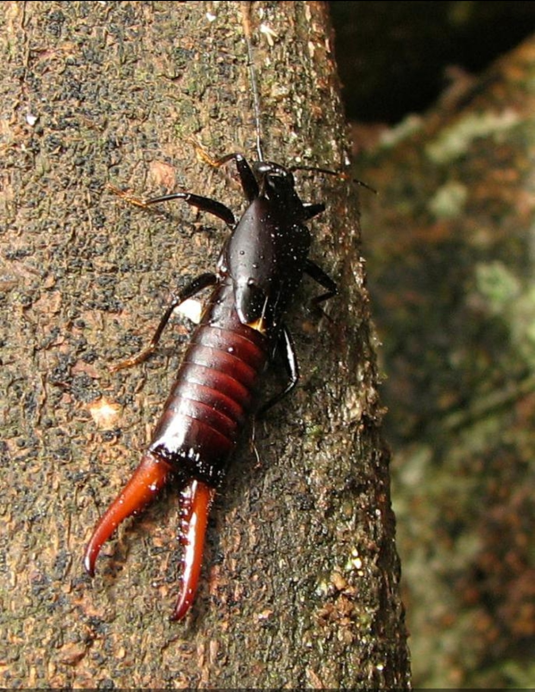 Dermaptera - Insectduniya|Entomology - Wikipedia