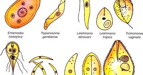 Classification Of Protozoa